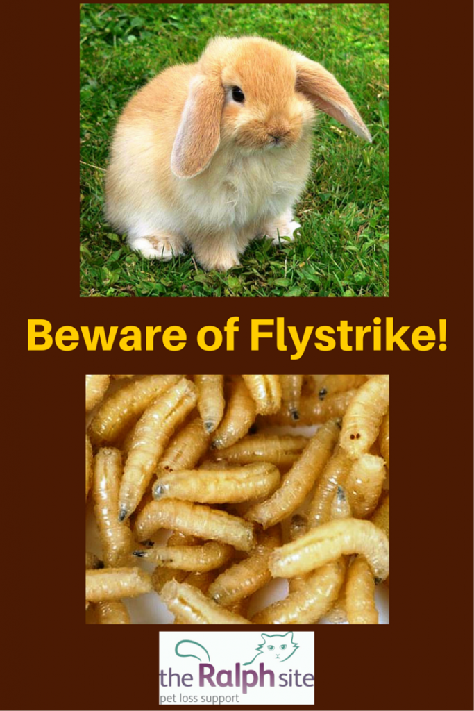Flystrike in rabbits – beware! | The Ralph Site Blog