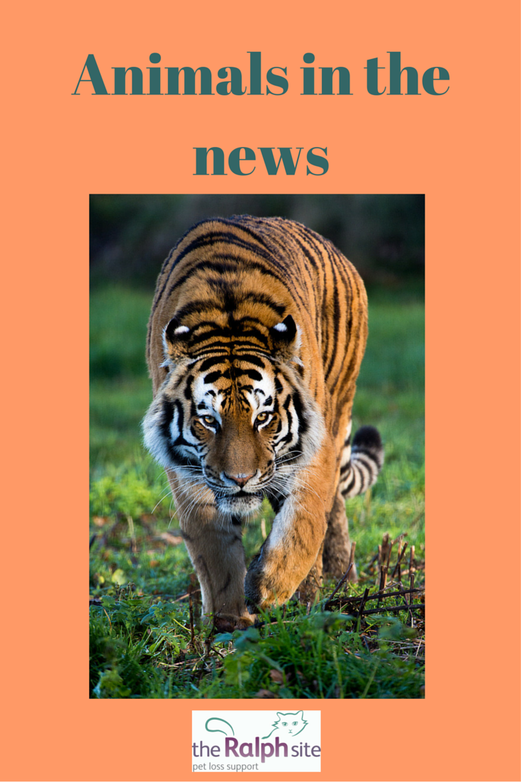 Animals in the news | The Ralph Site Blog