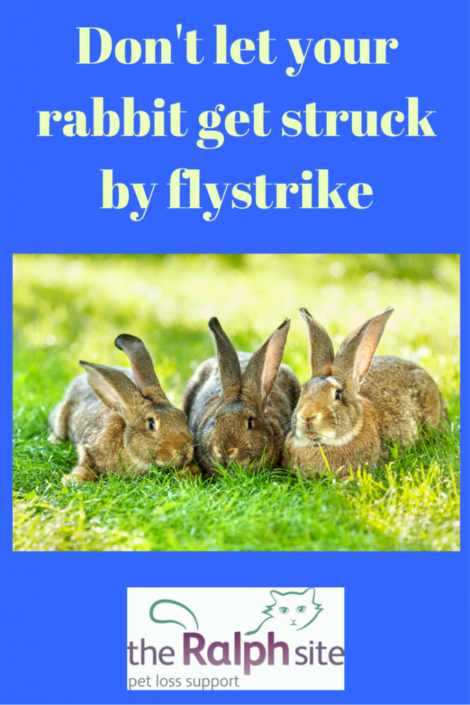 Don’t let your rabbit get struck by flystrike | The Ralph Site Blog