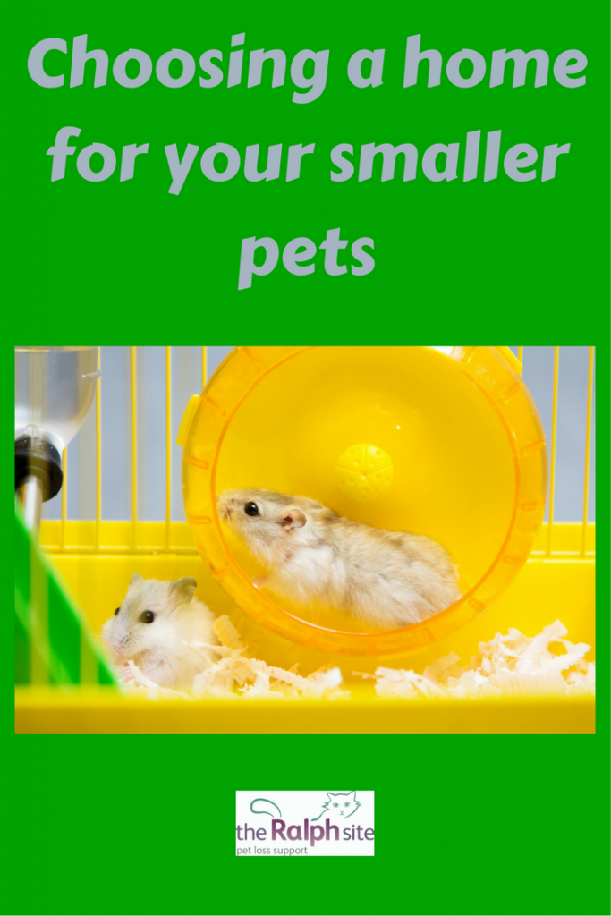 Choosing a home for your smaller pets | The Ralph Site Blog