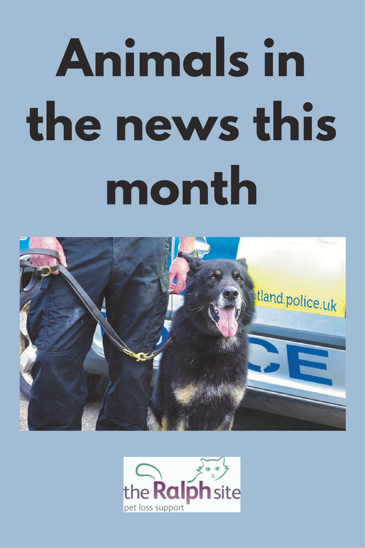 Animals in the news this month (Feb 2017) | The Ralph Site Blog