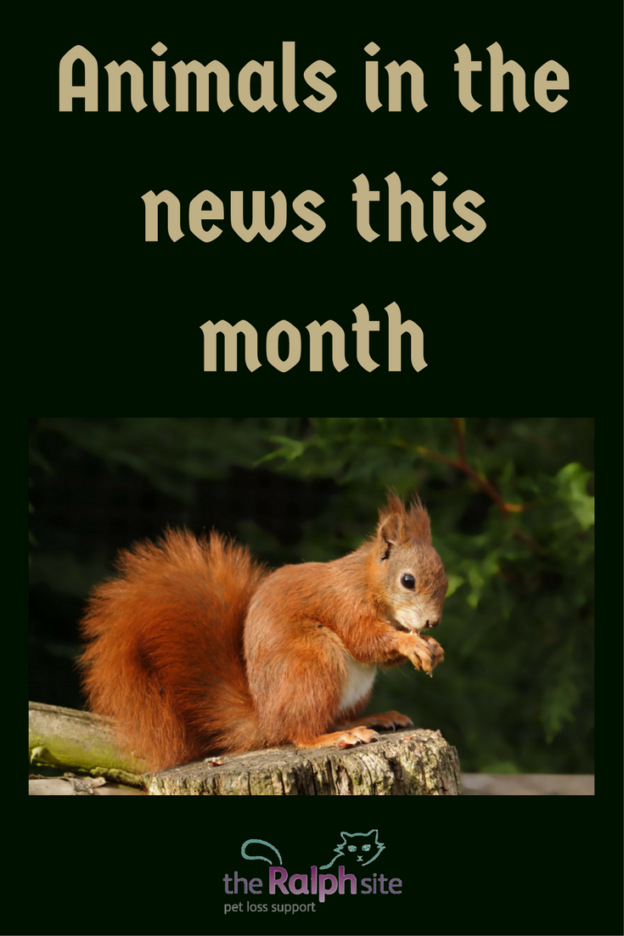 Animals in the news this month (Nov 2017) | The Ralph Site Blog