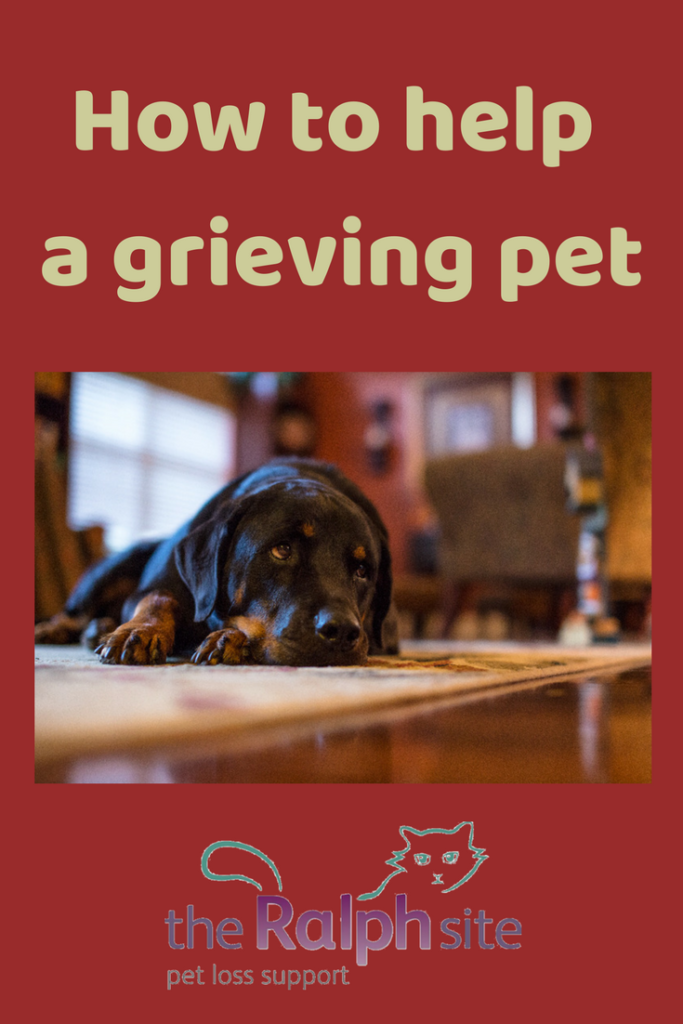 How to help a grieving pet | The Ralph Site Blog
